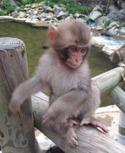 Snow Monkeys and Sumo in Japan | Dare, Dream, Discover