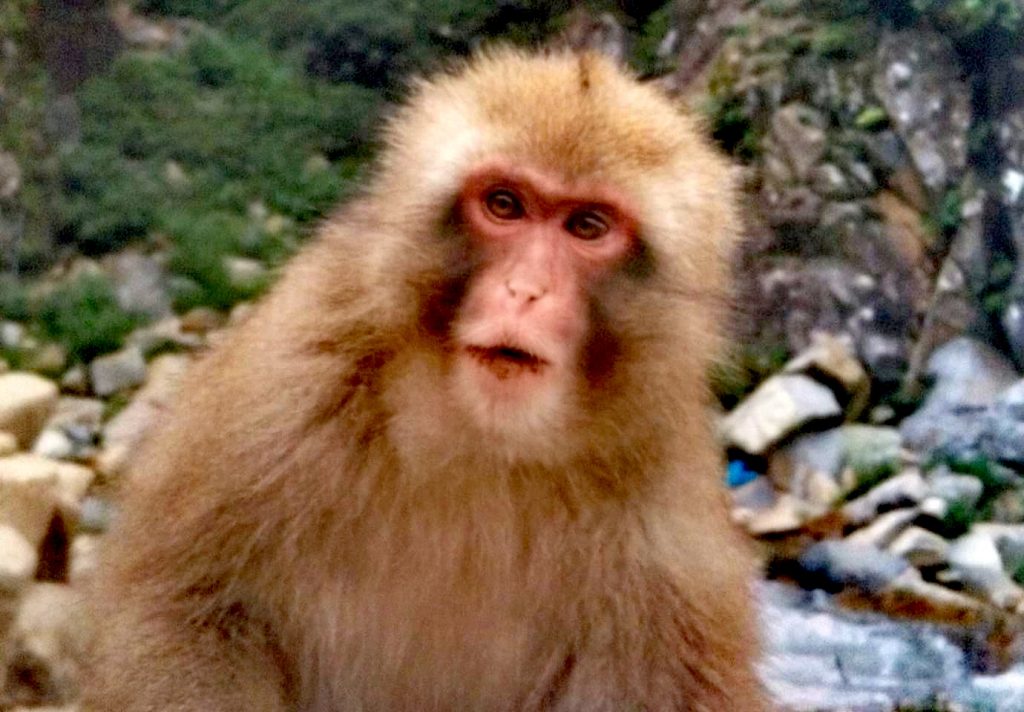 Snow Monkeys and Sumo in Japan | Dare, Dream, Discover