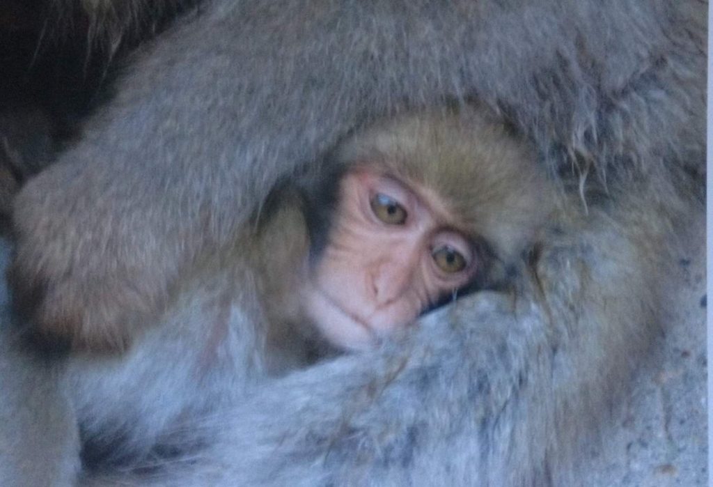 Snow Monkeys and Sumo in Japan | Dare, Dream, Discover