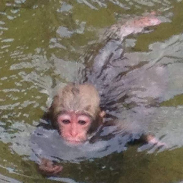 Snow Monkeys and Sumo in Japan | Dare, Dream, Discover