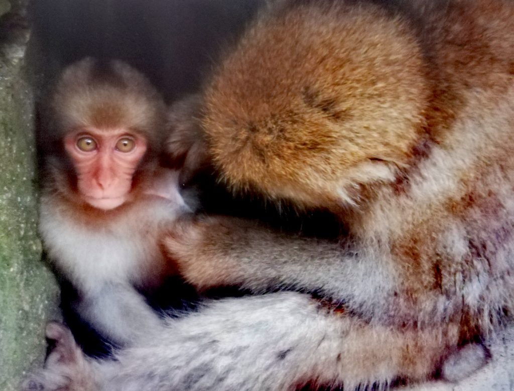 Snow Monkeys and Sumo in Japan | Dare, Dream, Discover