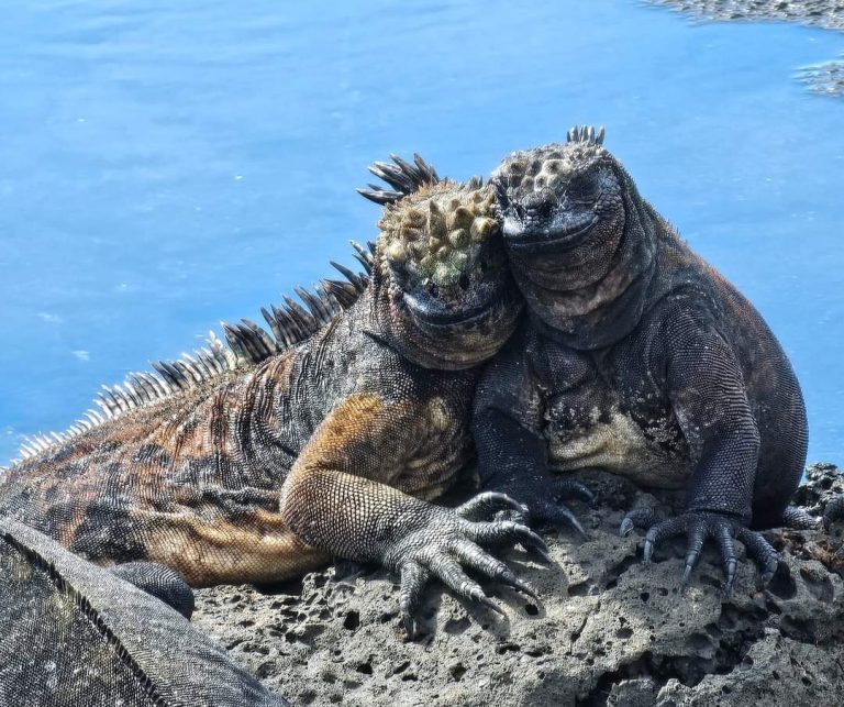 A Guide to the Galapagos Islands | Dare, Dream, Discover