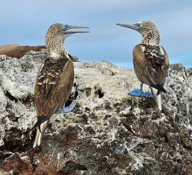 A Guide to the Galapagos Islands | Dare, Dream, Discover
