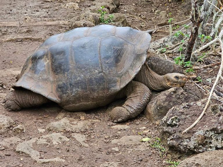 A Guide to the Galapagos Islands | Dare, Dream, Discover