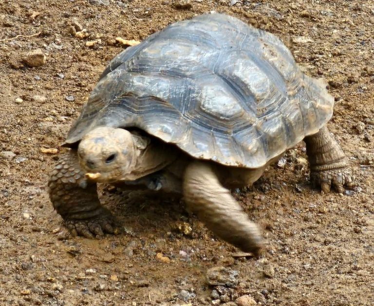 A Guide to the Galapagos Islands | Dare, Dream, Discover