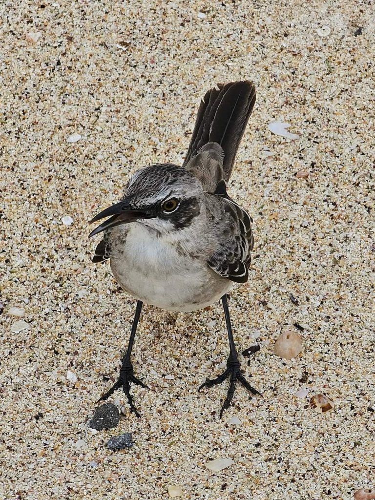 A Guide to the Galapagos Islands | Dare, Dream, Discover